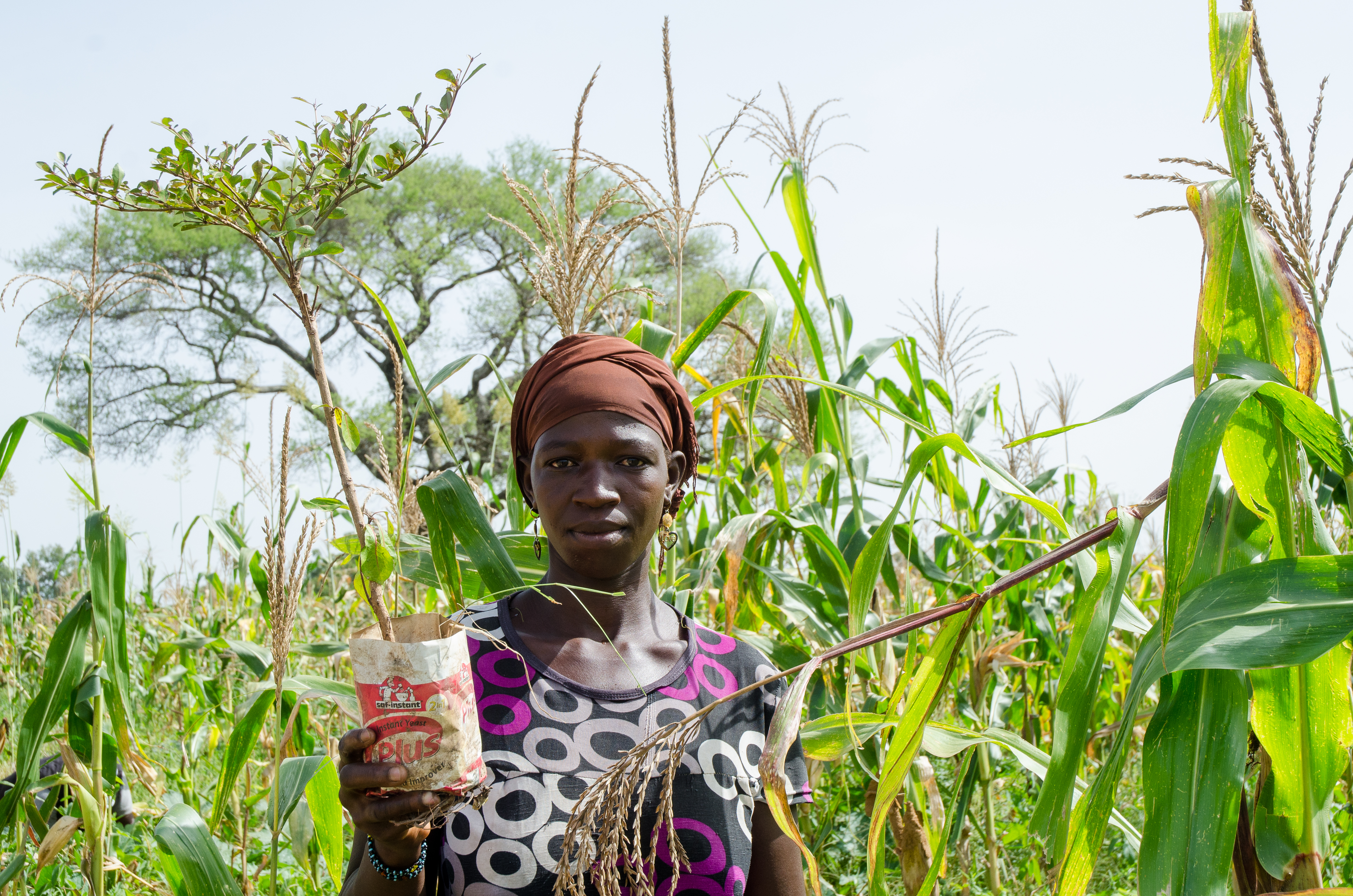 Our trees (and how we grow them) | Tree Aid