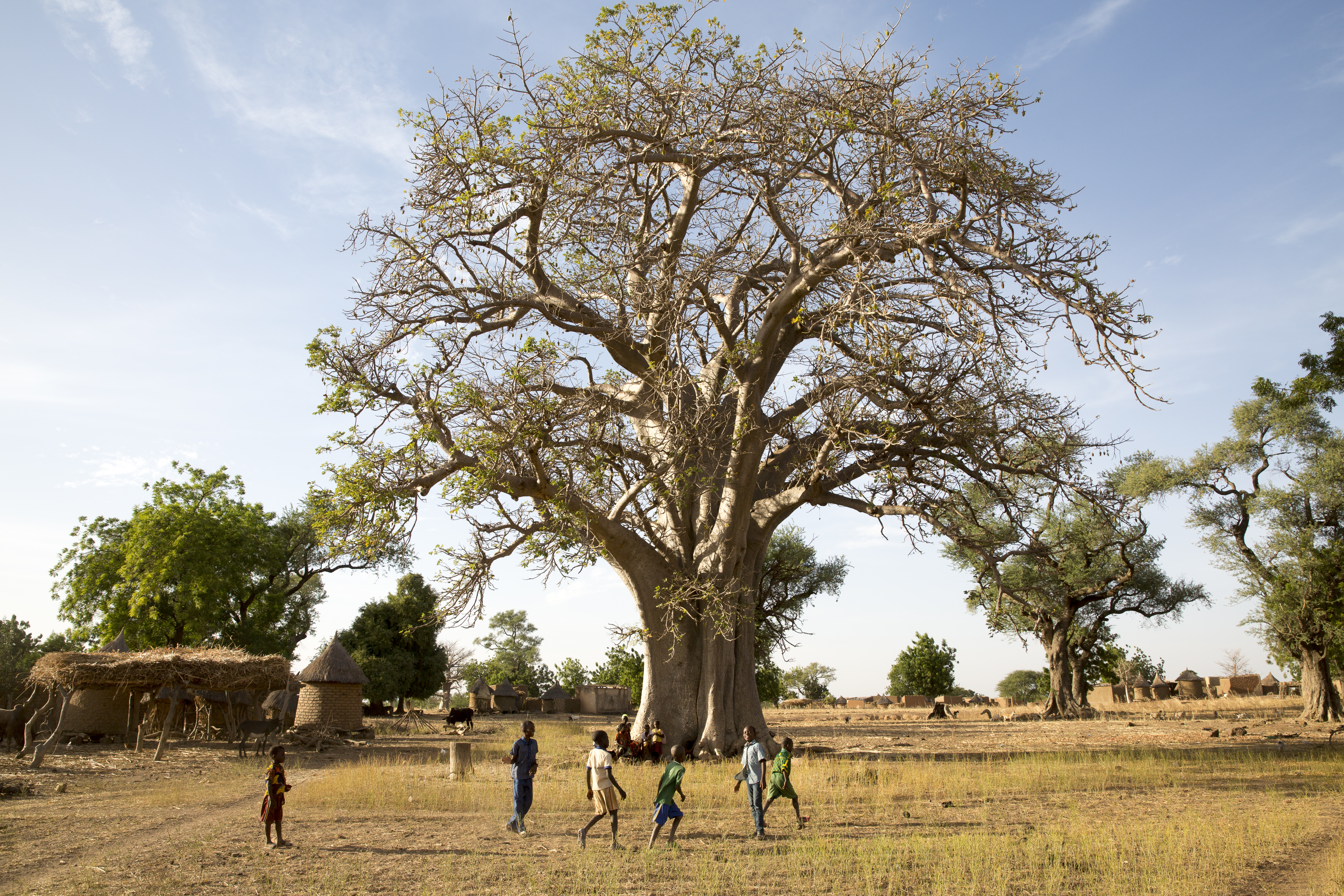 Work with us | Tree Aid