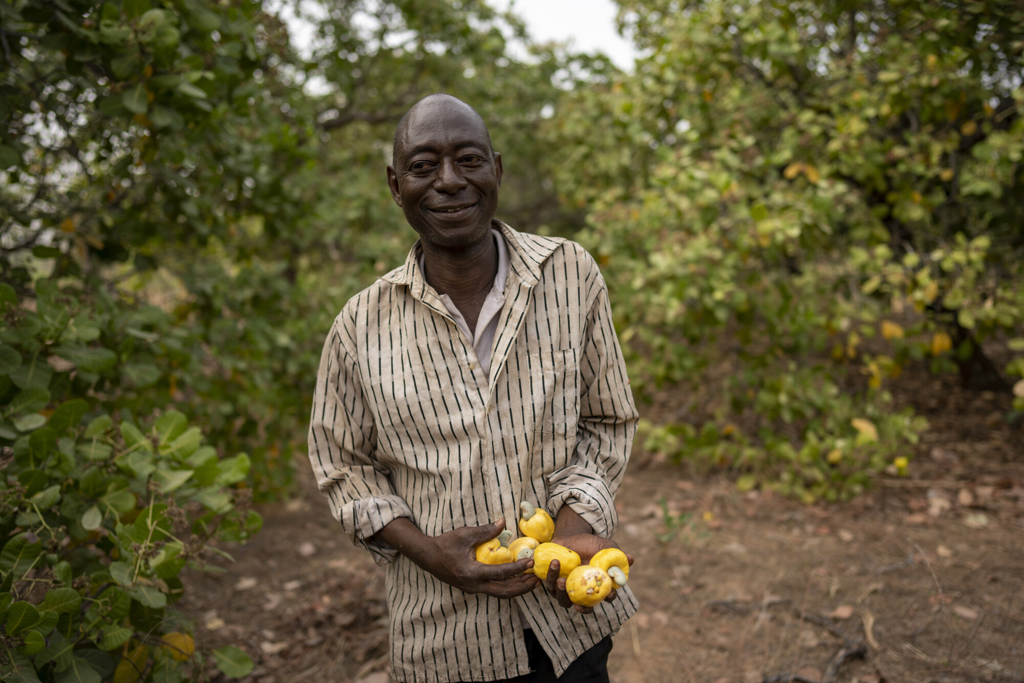 Meet Iddrisu Sumani | Growing trees and knowledge with Ghana's cashew ...