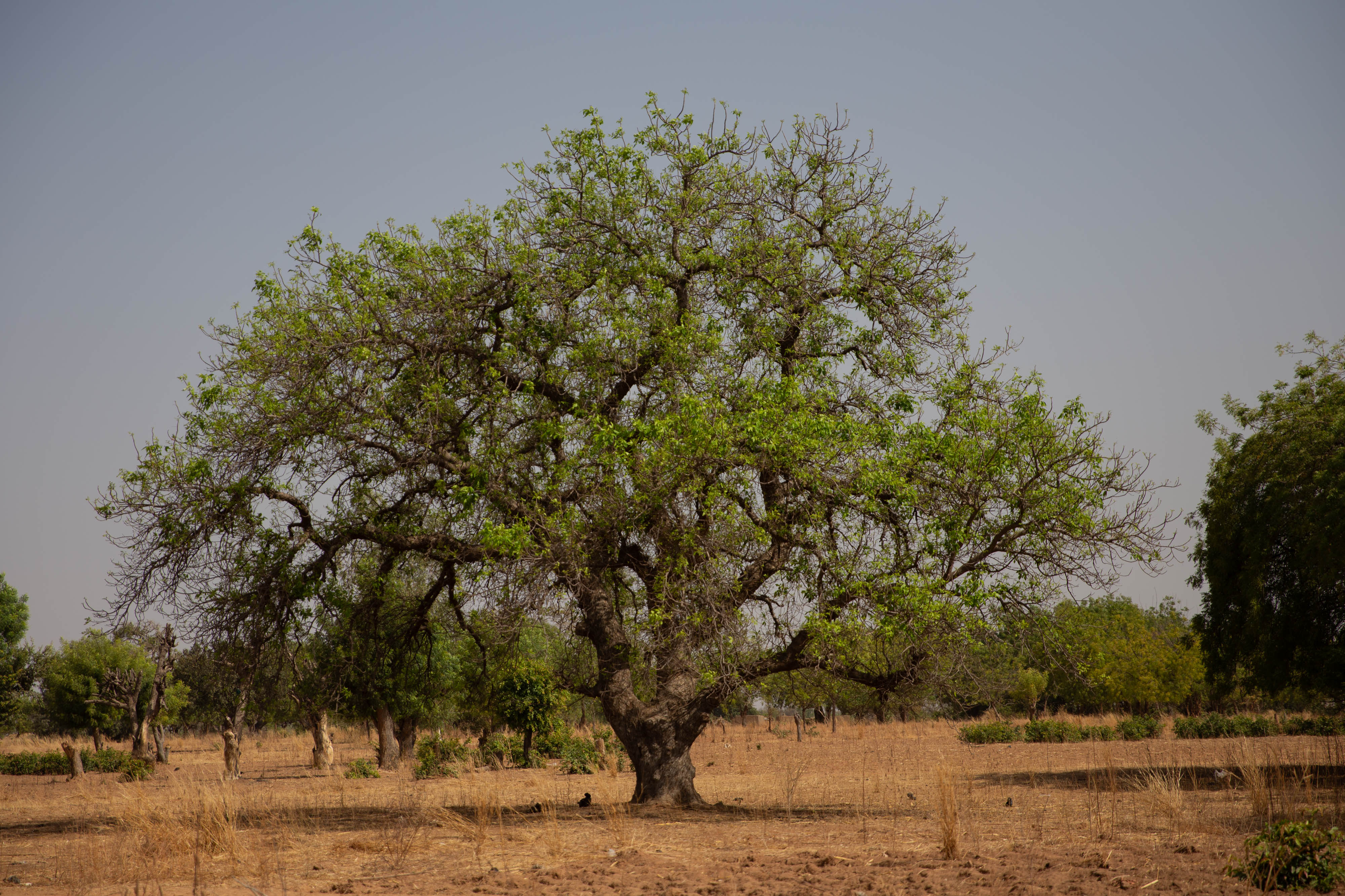 Donate today and make a difference | Tree Aid