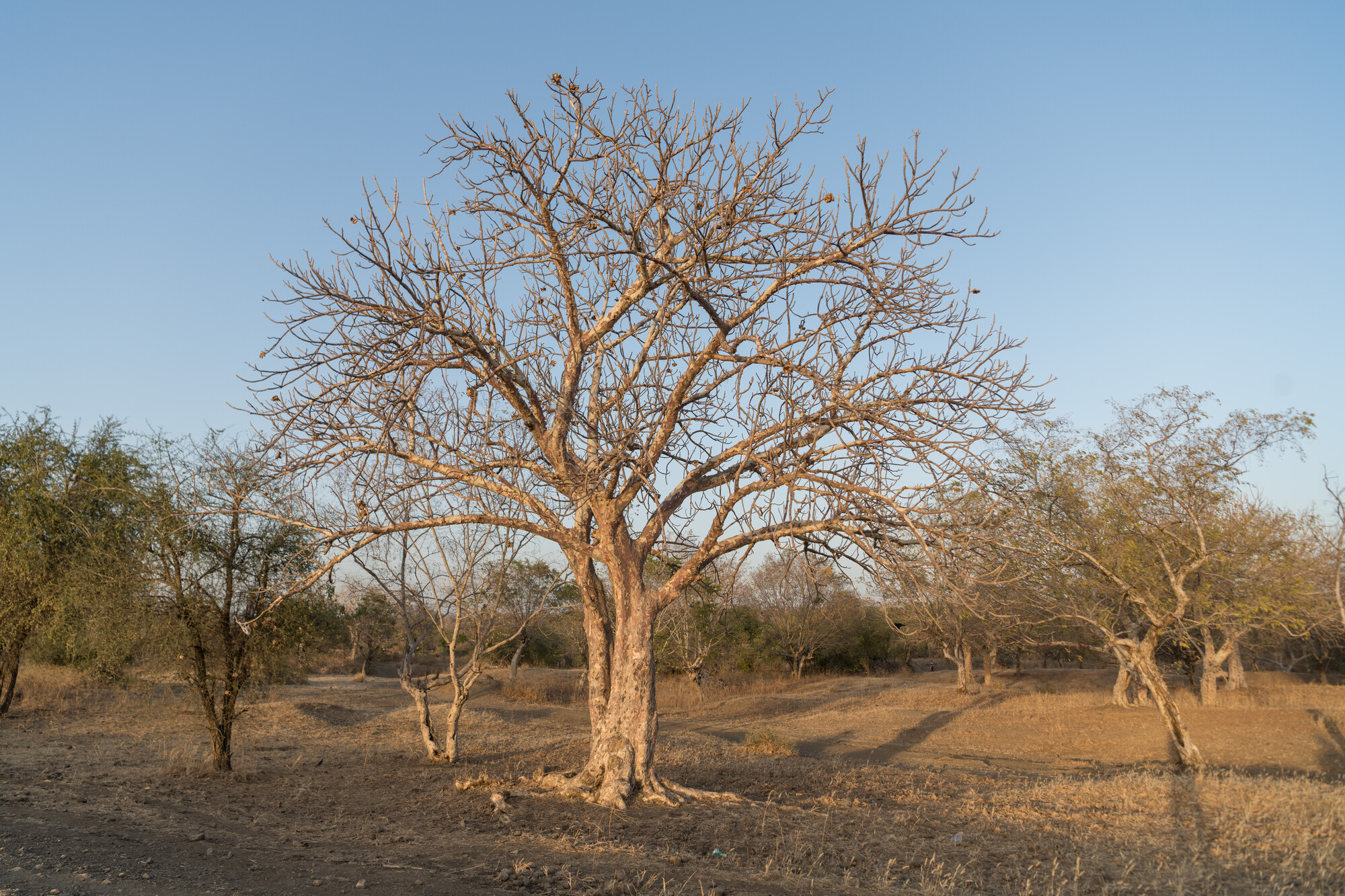 5 Top Trees For Tree Planting | Tree Aid