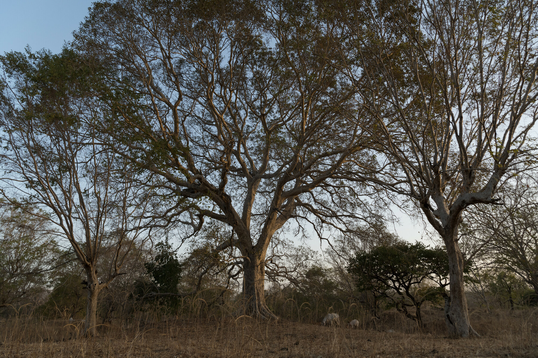 Birtukan's story | Women of the Great Green Wall | Tree Aid