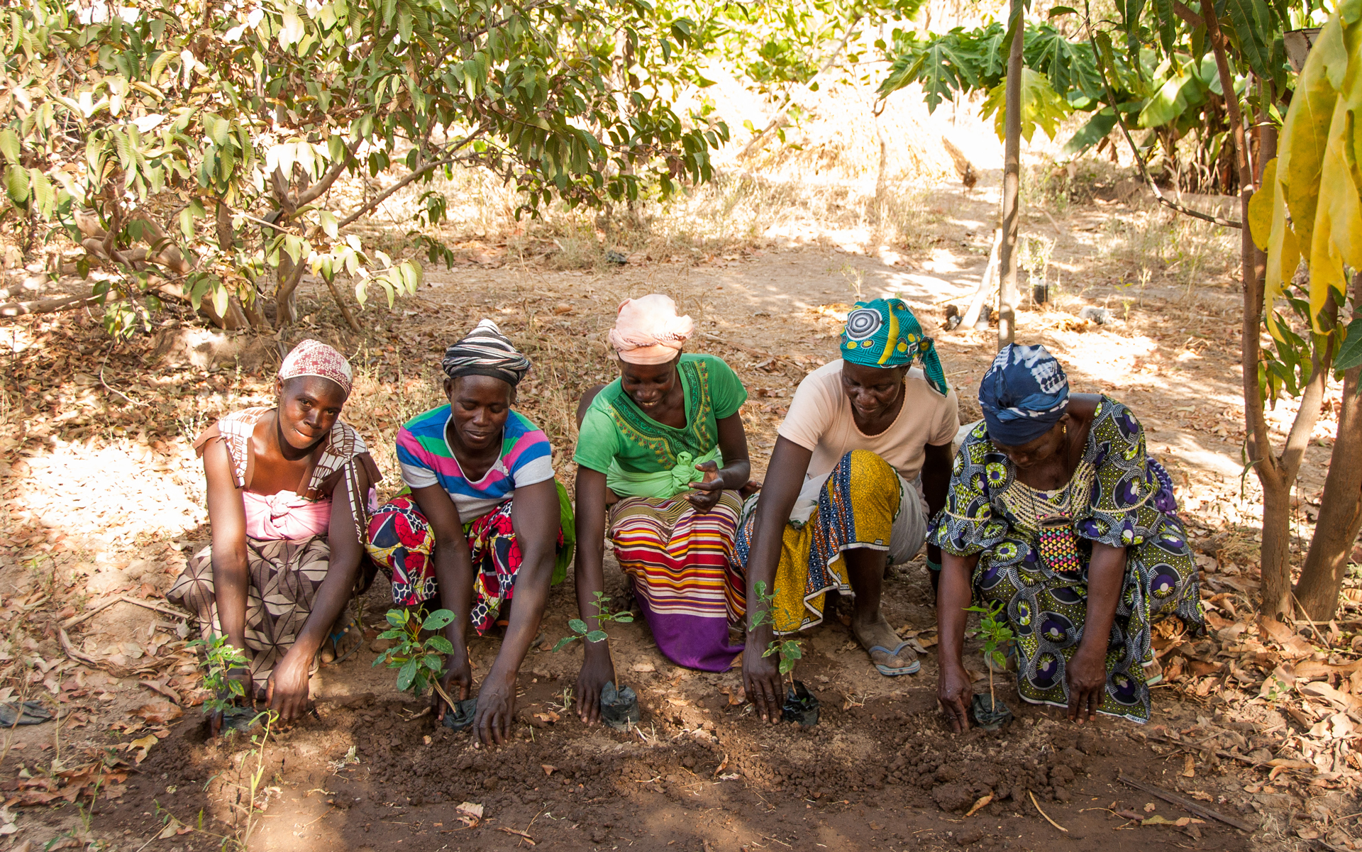 Strengthening forest management in Mali | Tree Aid