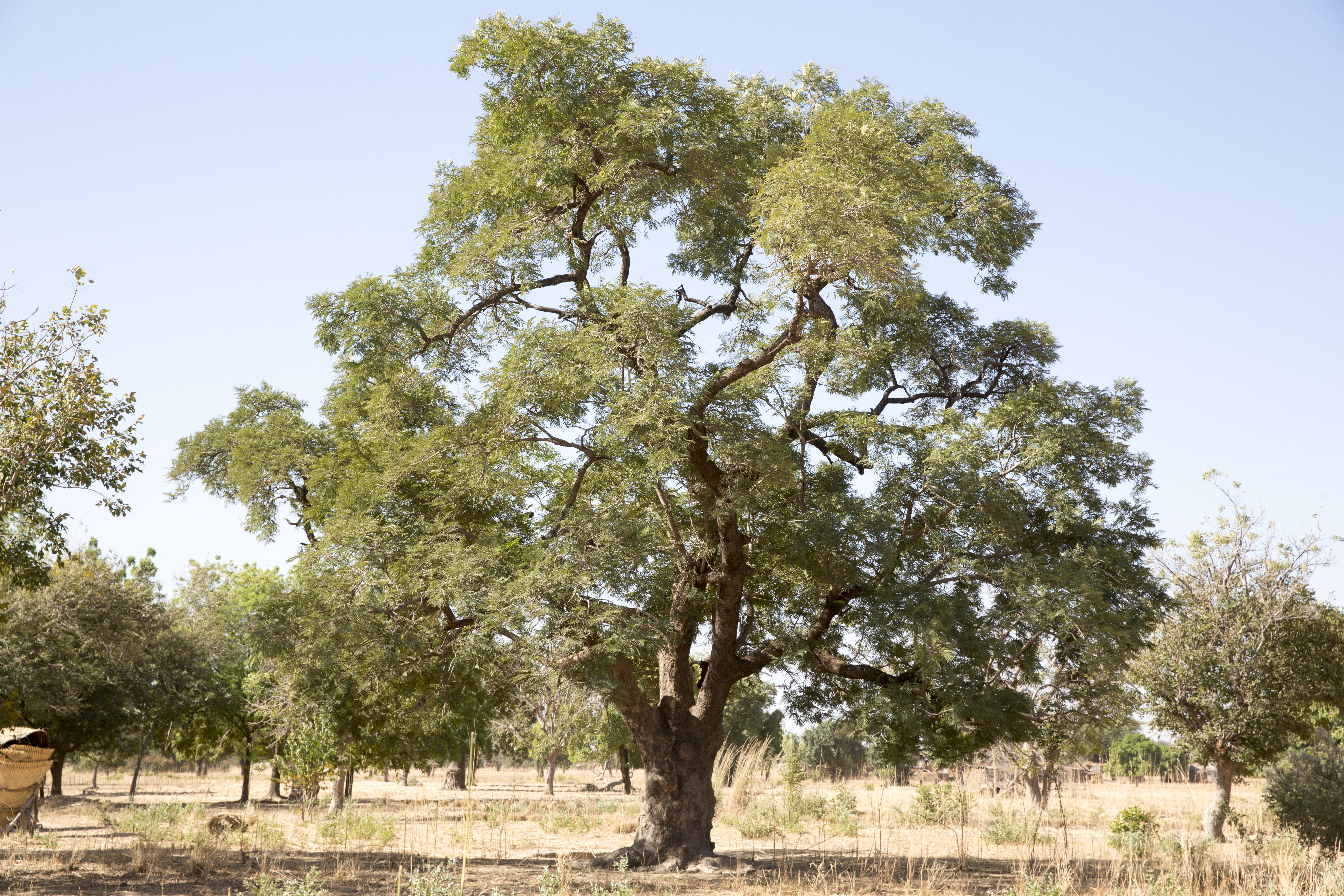 Gifts that grow | Dawadawa tree | Tree Aid