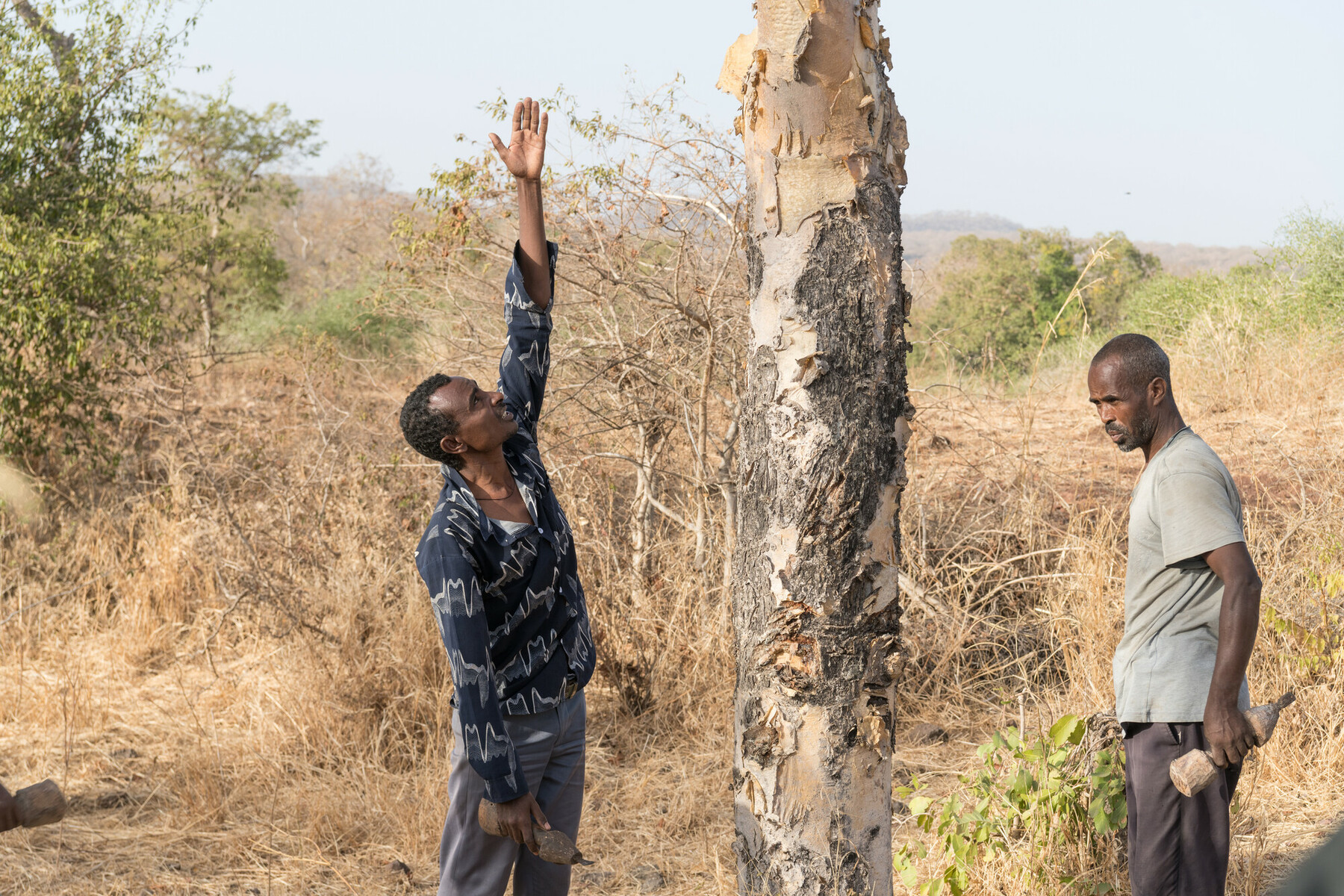 5 Top Trees For Tree Planting | Tree Aid